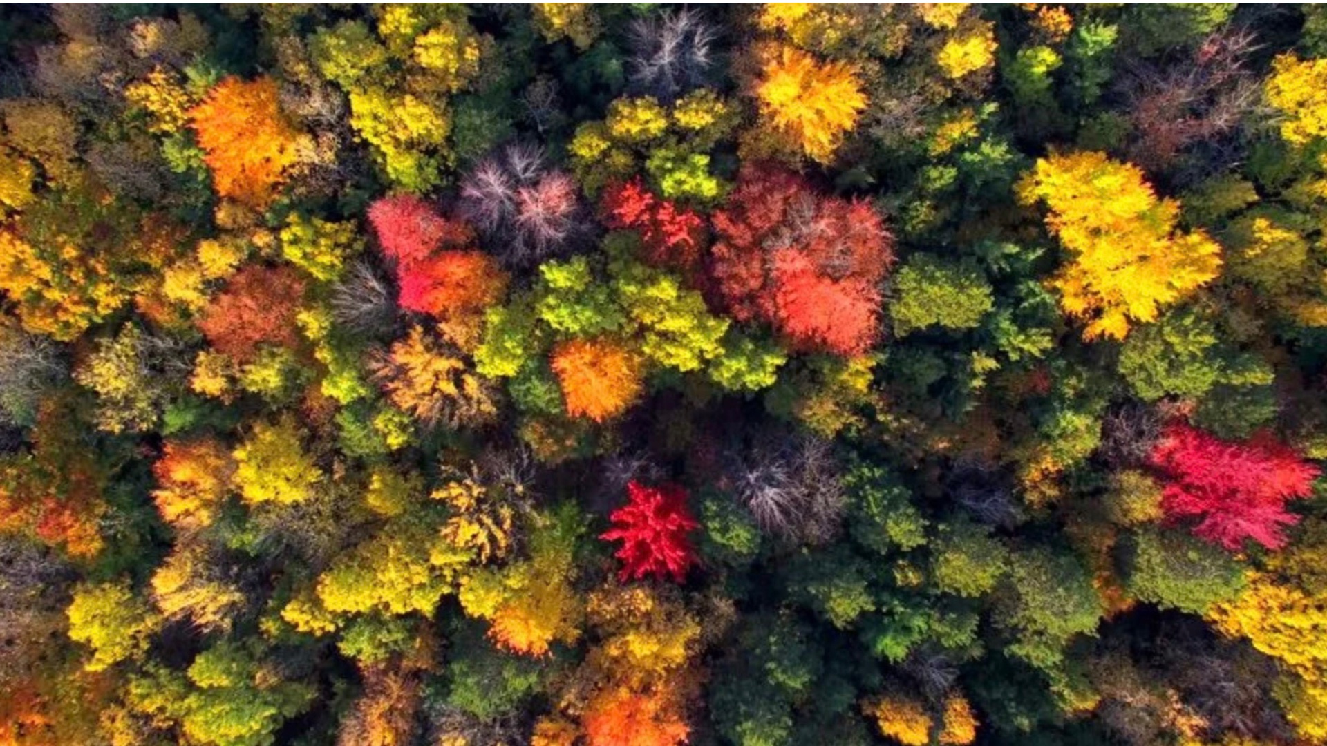 Rootstock Thought Leadership & Brand Growth | The Full Canopy | Your Thought Leadership Content ...