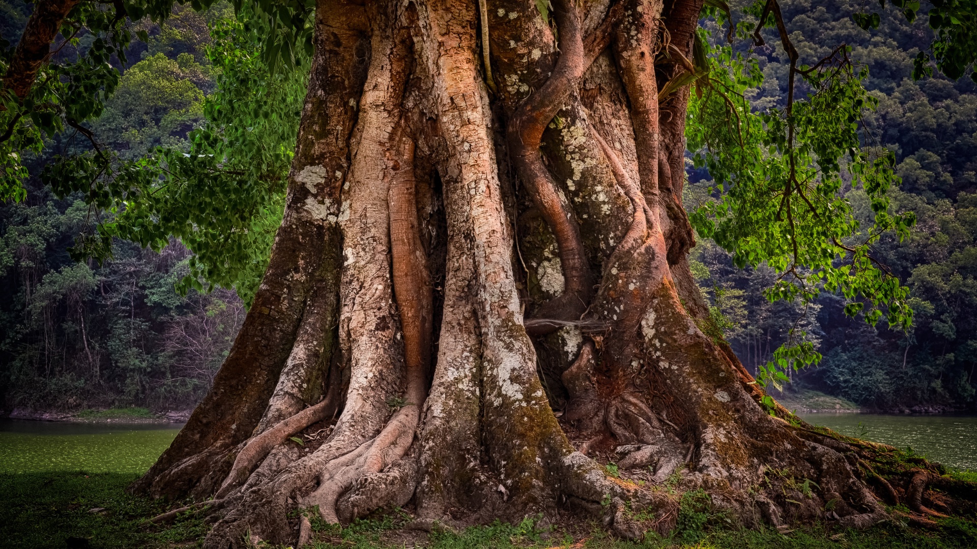 Rootstock Thought Leadership & Brand Growth | The Trunk | Your Thought Leadership Strategy ...